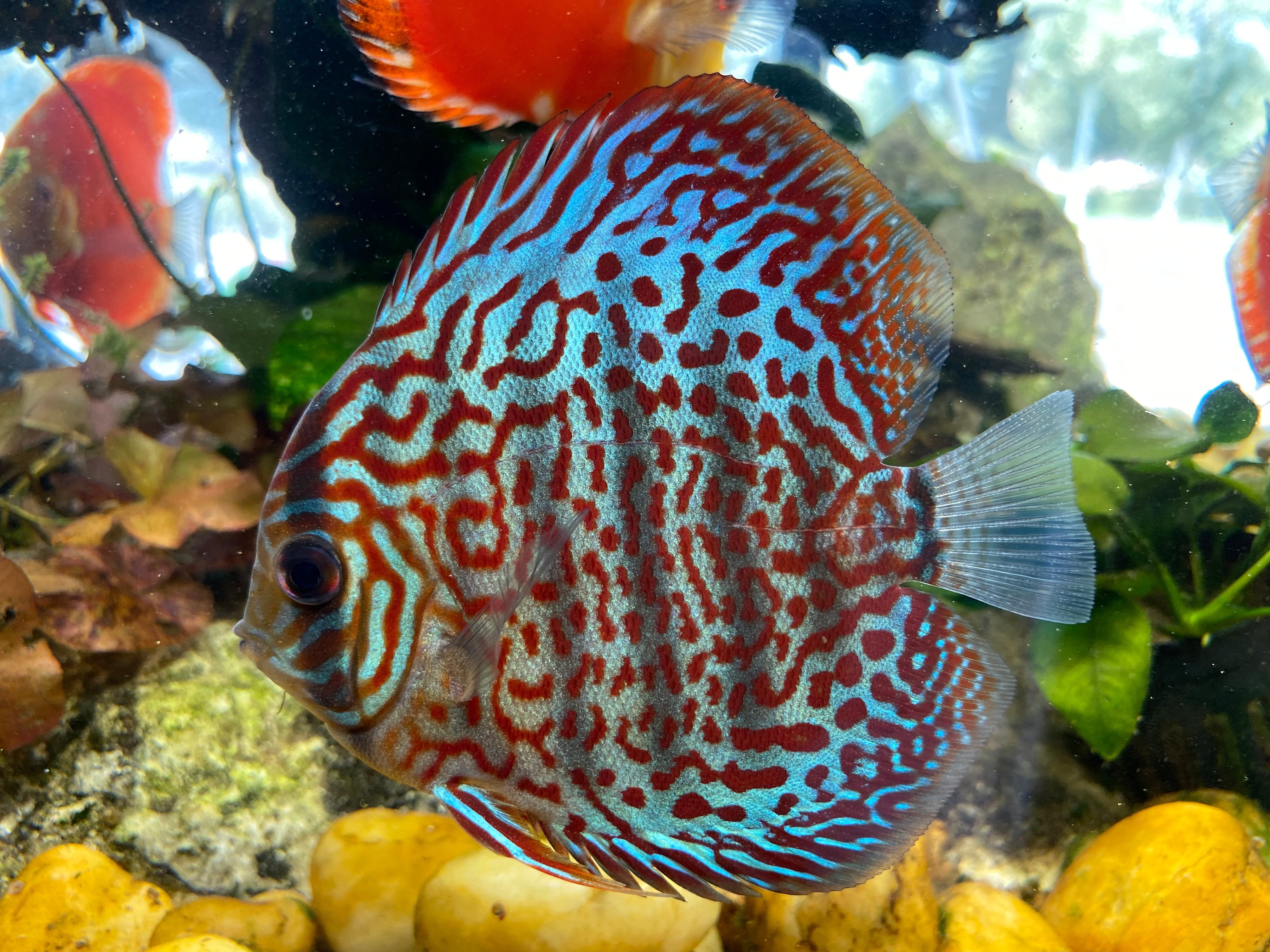 Freshwater Fish – Page 2 – The AquaMart