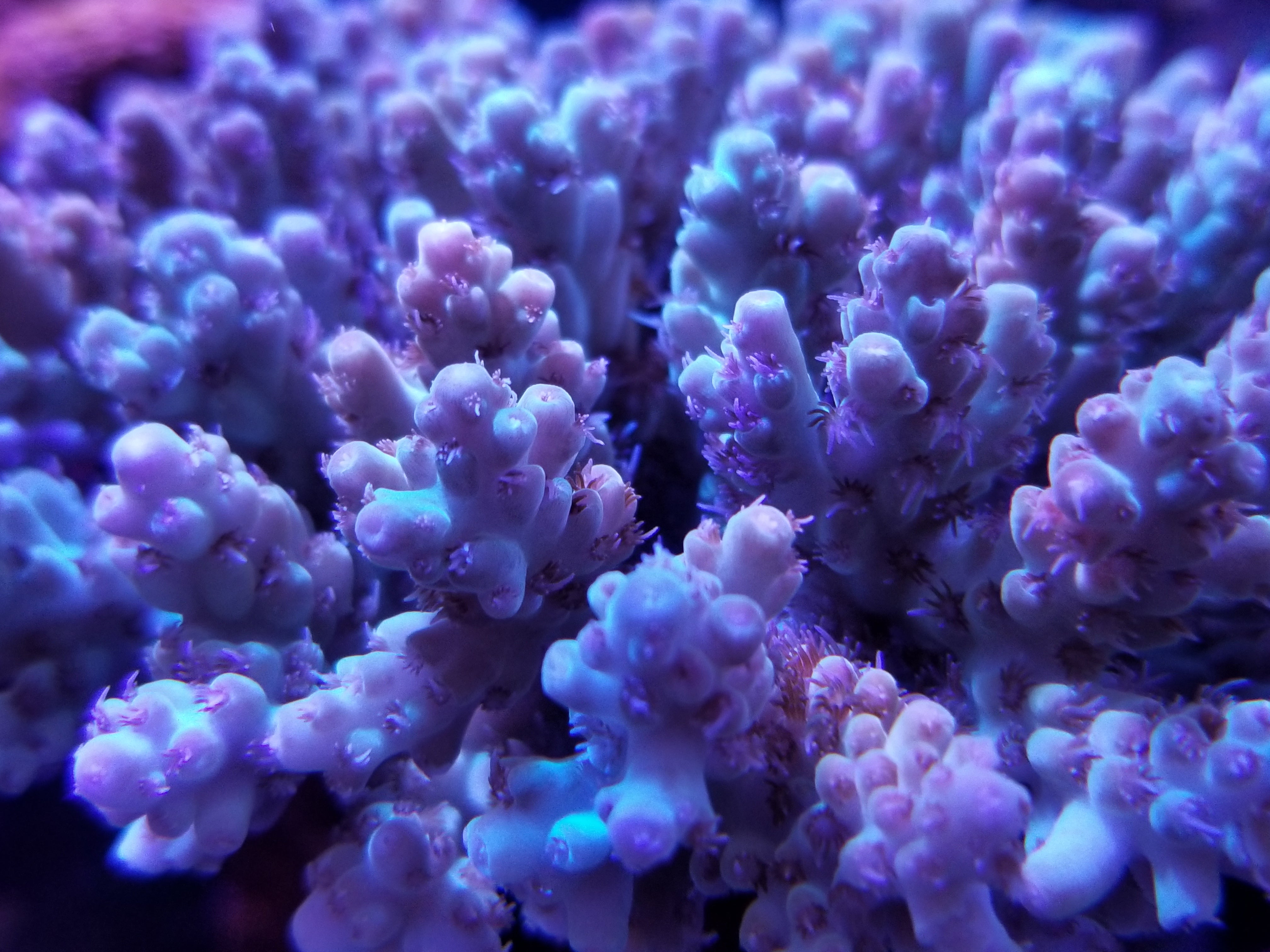 SPS Coral – The AquaMart