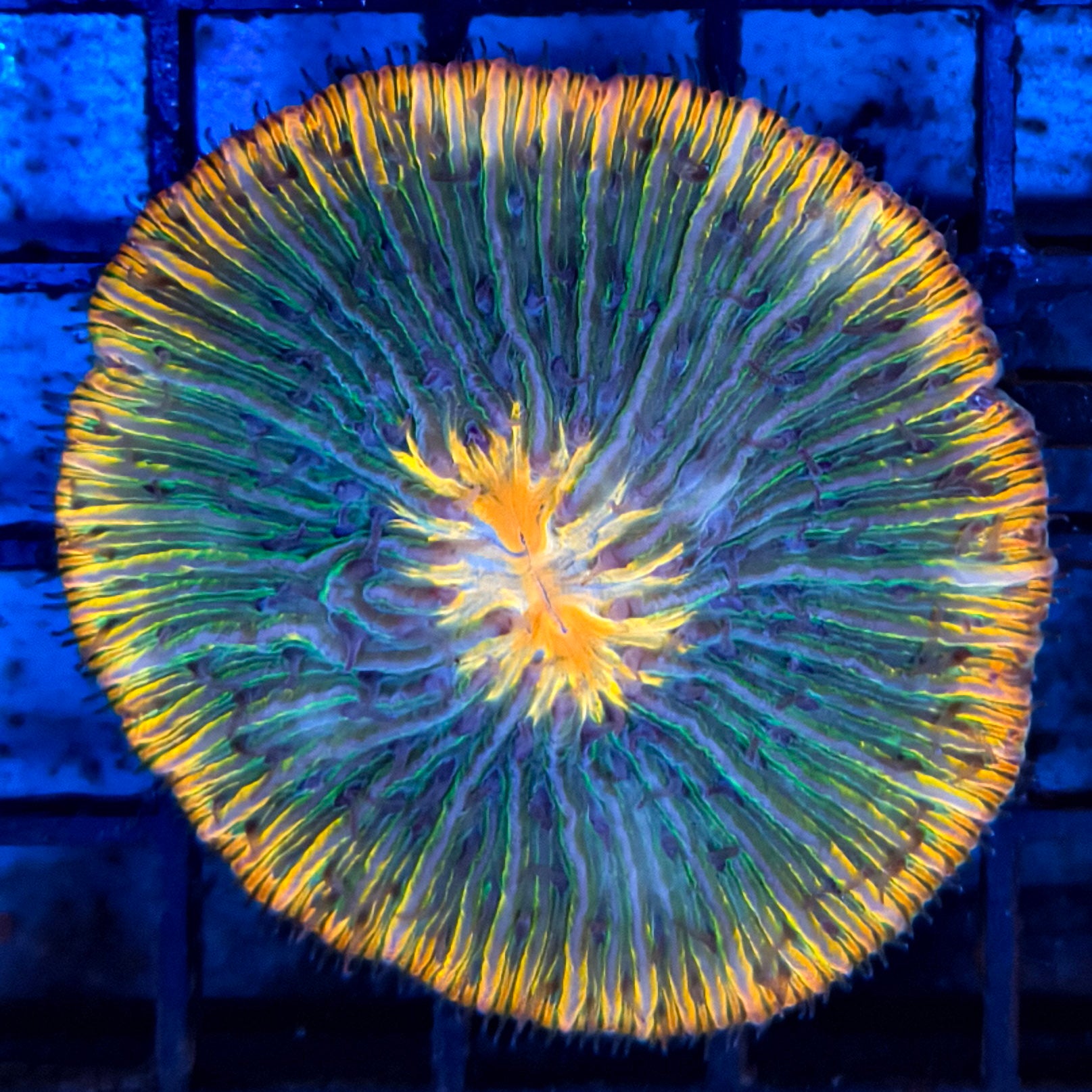 Eye of Sauron Plate Coral - Fungia sp. – The AquaMart
