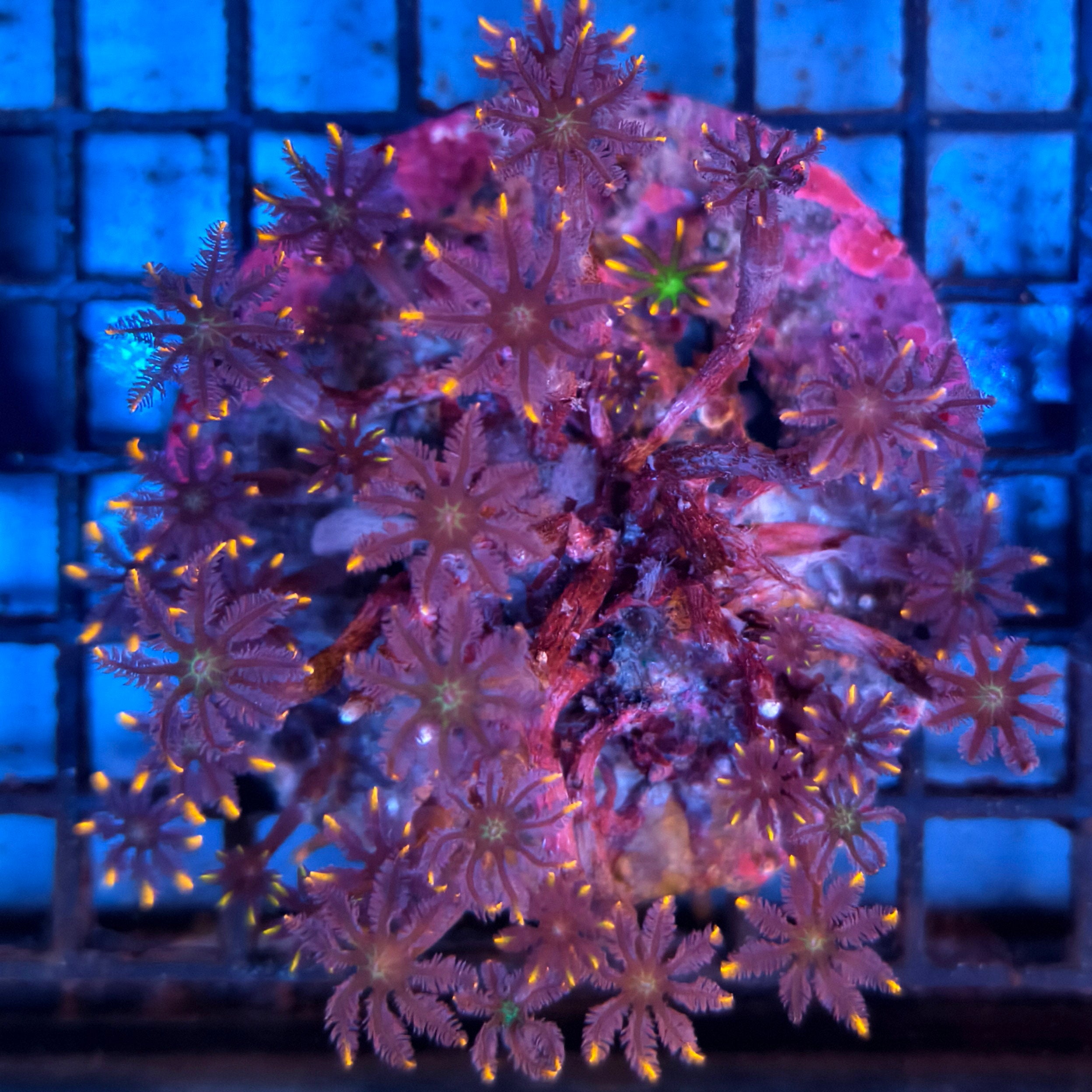 Flame-Tipped Clove Polyp – The AquaMart