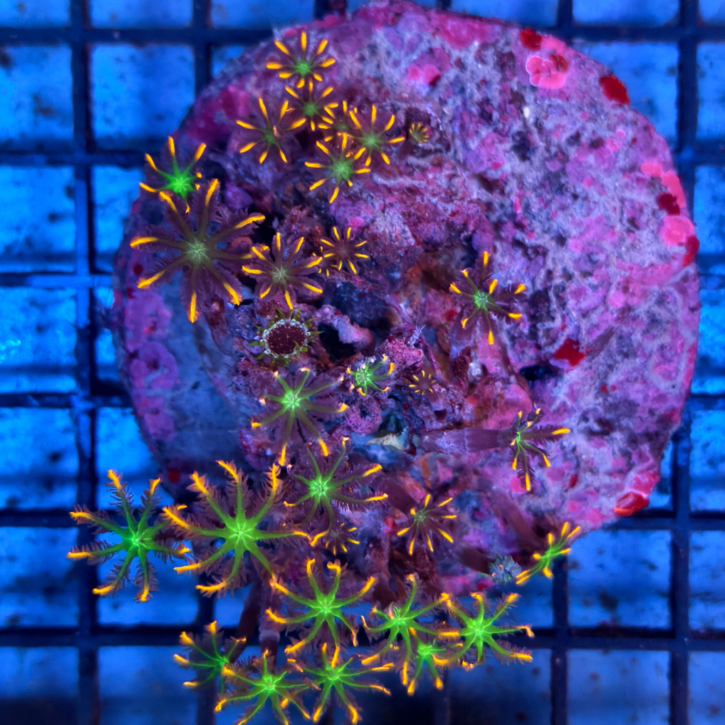 Fireworks Clove Polyps – The AquaMart